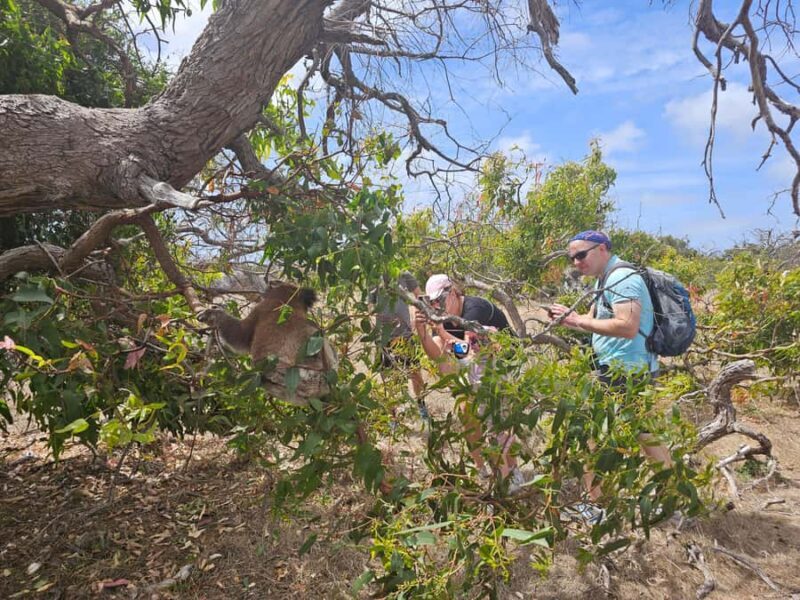 Port Lincoln Mikkira Station Wild Koala Safari Tour - Photography Tips and Tricks