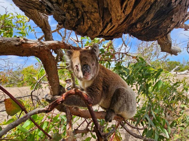 Port Lincoln Mikkira Station Wild Koala Safari Tour - Practical Details and Value