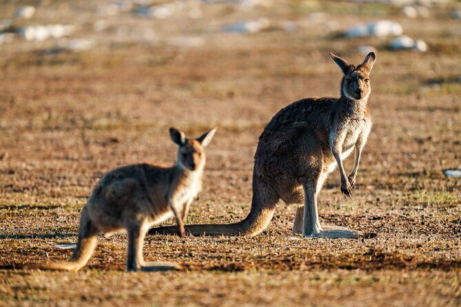 Port Lincoln National Park Half day Tour - Overview of the Tour Experience