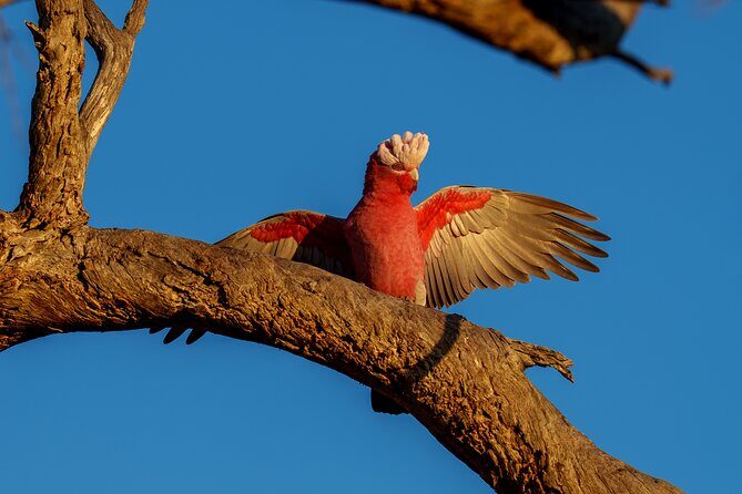 Port Lincoln National Park Half day Tour - Real Traveler Insights