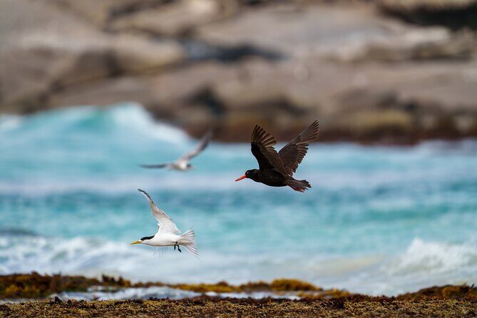 Port Lincoln National Park Half day Tour - Who Would Love This Tour?