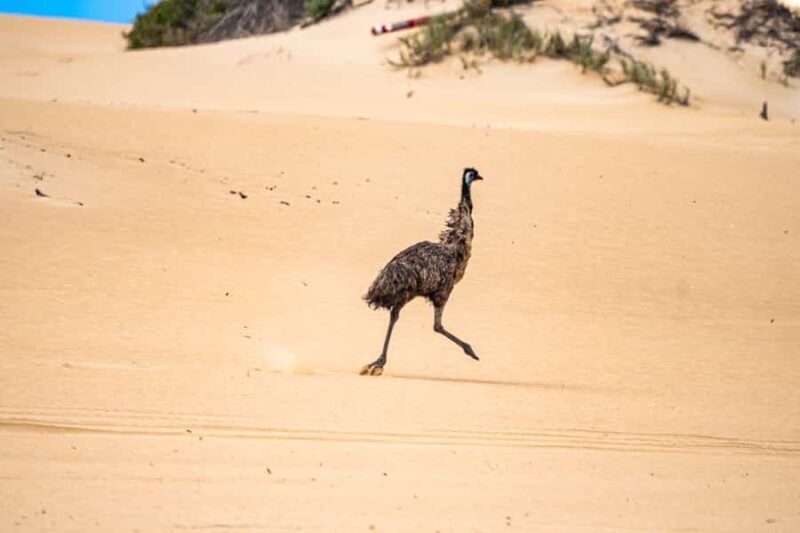 Port Lincoln: Wildlife and Sightseeing Full-Day 4WD Tour - Key Points