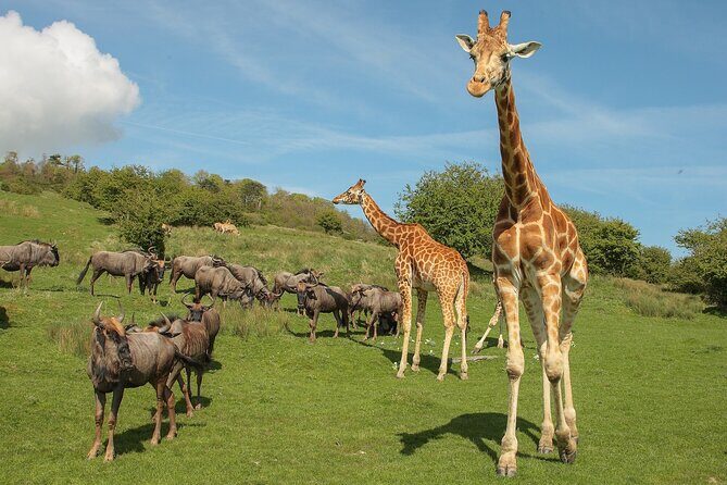 Port Lympne Day Ticket - What Is the Port Lympne Day Ticket All About?