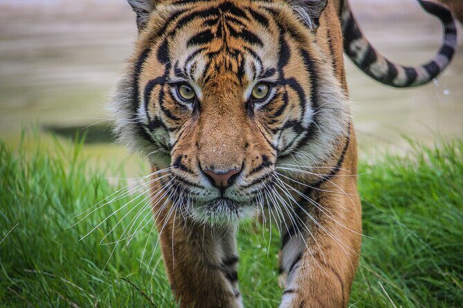 Port Lympne Day Ticket - Who Should Consider This Tour?