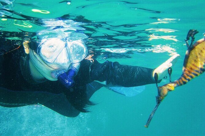 Port Phillip Bay Snorkeling with Sea Dragons - Final Thoughts: Is It Worth It?