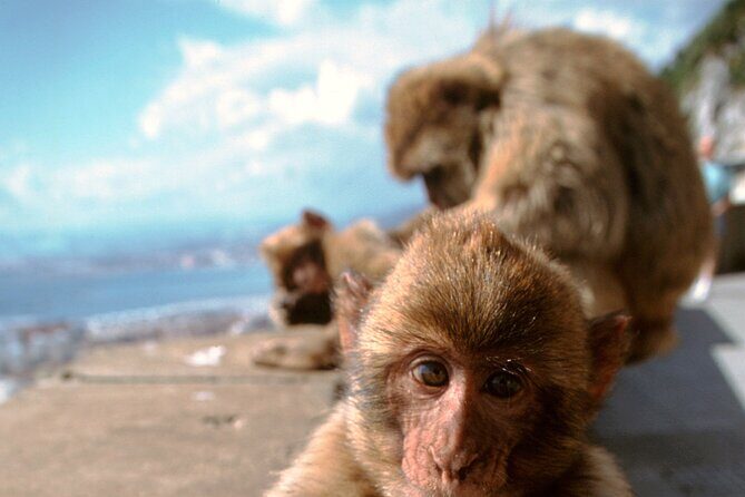 Port Rock Tour at Gibraltar - Key Points  