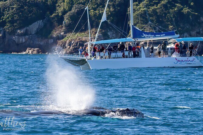 Port Stephens 3 Hour Whale and Dolphin Watch Cruise - Final Thoughts