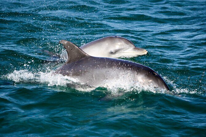 Port Stephens: Dolphin Discovery Cruise - What is the Port Stephens Dolphin Discovery Cruise?