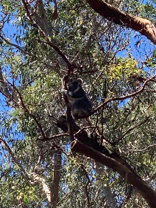 Port Stephens: Dolphin, Lunch, Koalas&Sandboarding(Japanese) - Frequently Asked Questions