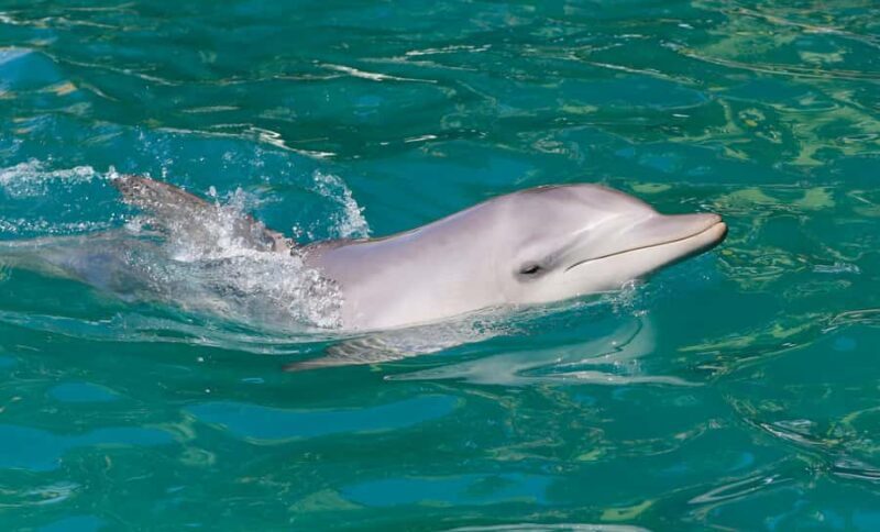 Port Stephens: Dolphin Watch Cruise with Swimming and Slides - A Deep Dive into the Experience