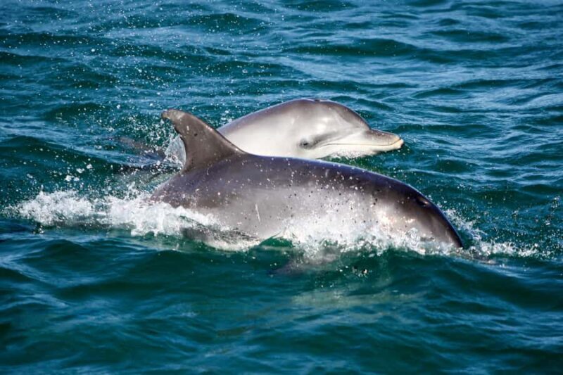 Port Stephens: Dolphin Watch Cruise with Swimming and Slides - Who Will Love This Experience?