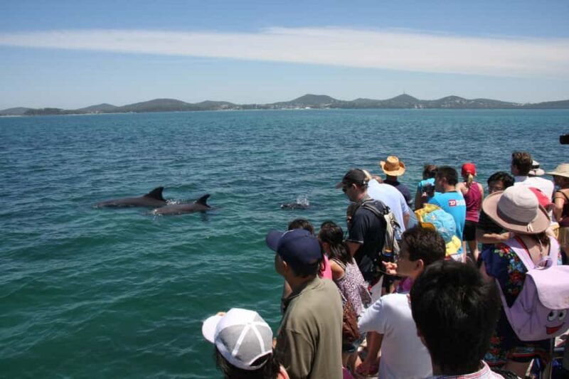 Port Stephens: Dolphin Watch & Eco Adventure - An In-Depth Look at the Port Stephens Dolphin & Eco Adventure