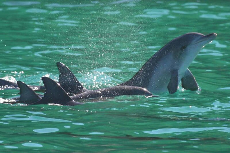 Port Stephens: Dolphin Watch & Eco Adventure - Final Thoughts