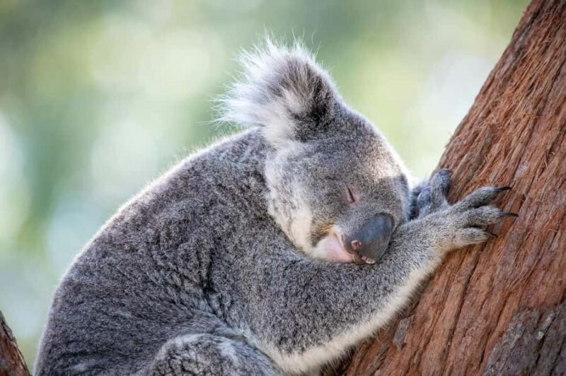 Port Stephens: Koala Sanctuary General Admission Ticket - A Detailed Look at the Port Stephens Koala Sanctuary Experience