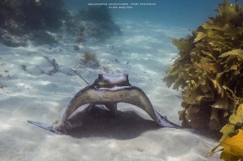 Port Stephens: Port Stephens Island Snorkel Adventure Cruise - FAQ