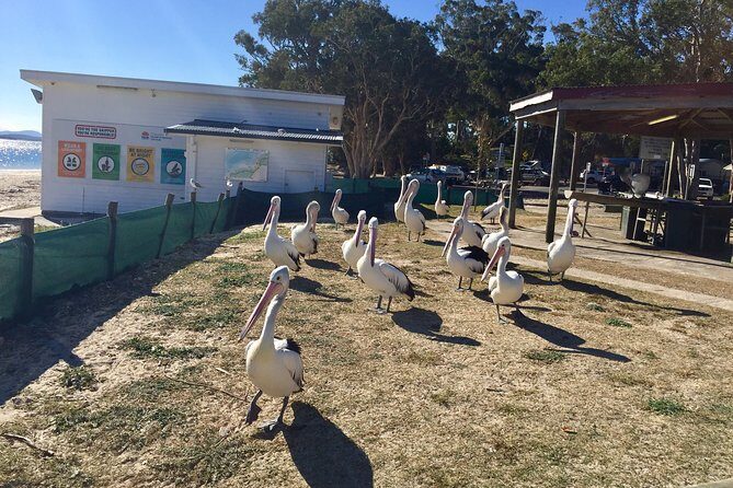 Port Stephens Private Tour From Sydney, with Dolphin/ Whale Cruise Options - The Experience Through the Eyes of Travelers