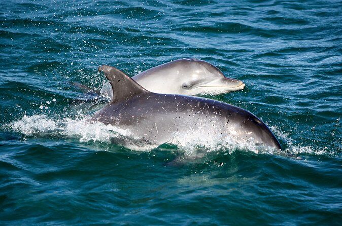 Port Stephens: Splash 'n' Slide Dolphin Cruise - FAQ