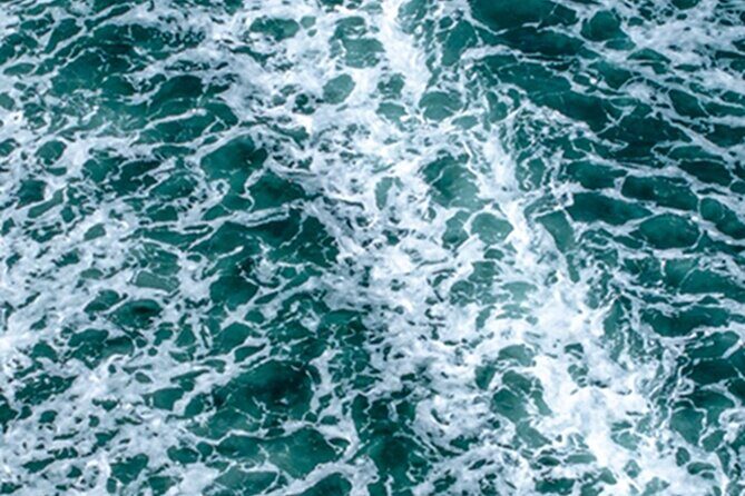 Port Townsend Wildlife Watching Cruise - Introduction: What to Expect from the Port Townsend Wildlife Watching Cruise