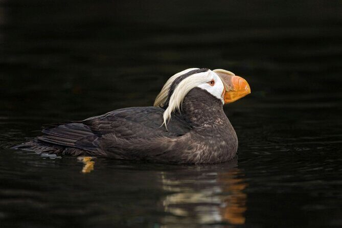 Port Townsend Wildlife Watching Cruise - Potential Considerations