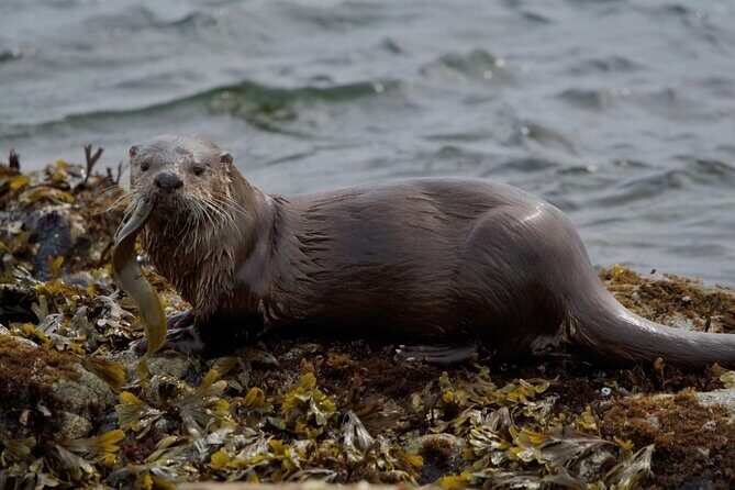 Port Townsend Wildlife Watching Cruise - Who Will Love This Tour?