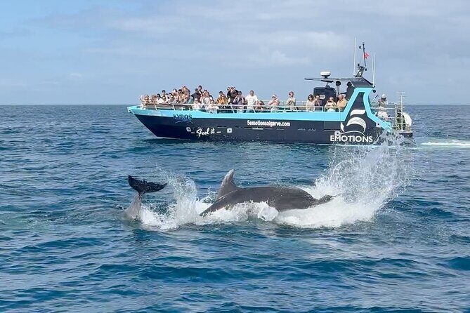 Portimão : 2.5 hours Dolphins Watching Biologist on Board - Who Will Love This Tour?