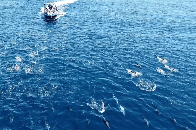 Portimão : 2.5 hours Dolphins Watching Biologist on Board - FAQ