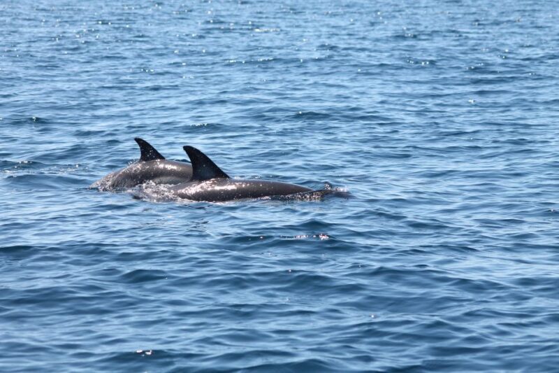 Portimão: 2-Hour Dolphin Watching Boat Tour - Key Points