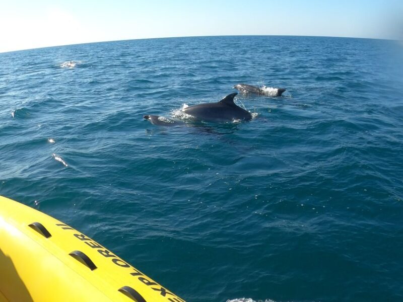Portimão: 2-Hour Dolphin Watching Boat Tour - What to Expect During Your Dolphin Watching Experience