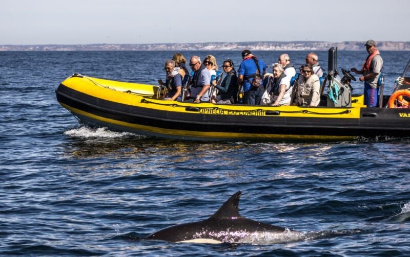 Portimão: 2-Hour Dolphin Watching Boat Tour - Who Should Consider This Tour?