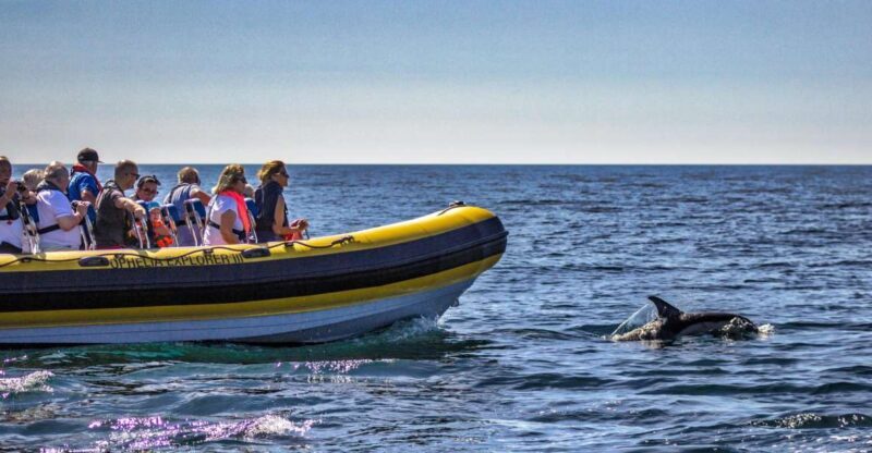 Portimão: 2-Hour Dolphin Watching Boat Tour - FAQ