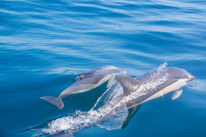 Portimão:Embark on NatureBenagil and DolphinsBiologist on board - Who Should Consider This Tour?