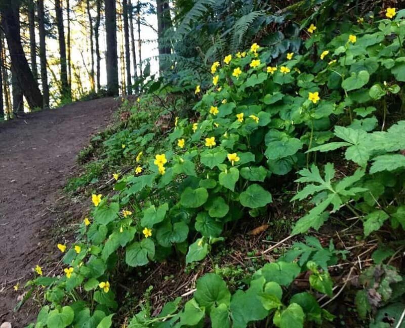 Portland: Forest Park Guided Hike with Witches Castle - Key Points