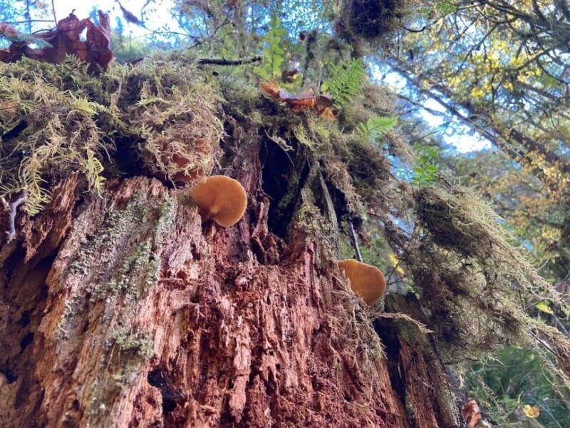 Portland: Silver Falls State Park Waterfall Hike - Key Points