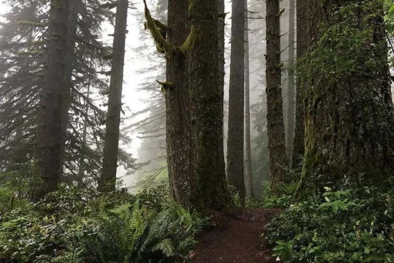 Portland: Silver Falls State Park Waterfall Hike - The Journey to Silver Falls State Park