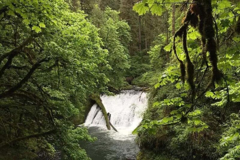 Portland: Silver Falls State Park Waterfall Hike - Authentic Experiences and What You’ll Remember