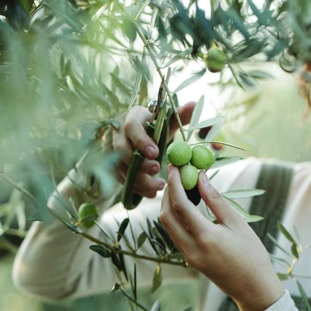 Porto Cesareo: Tour in oliveto con degustazione olio e vini - Porto Cesareo: Tour in oliveto con degustazione olio e vini — A Deep Dive into Apulia’s Olive and Wine Heritage