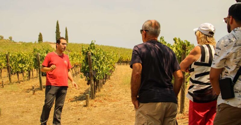 Porto: Douro Valley History & Wine Tour with Cruise & Lunch - A Deep Dive into the Douro Valley Experience