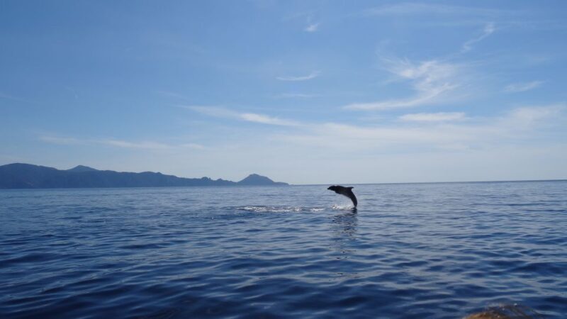 Porto: Half-Day Cruise Scandola Reserve & Calanche de Piana - FAQ  