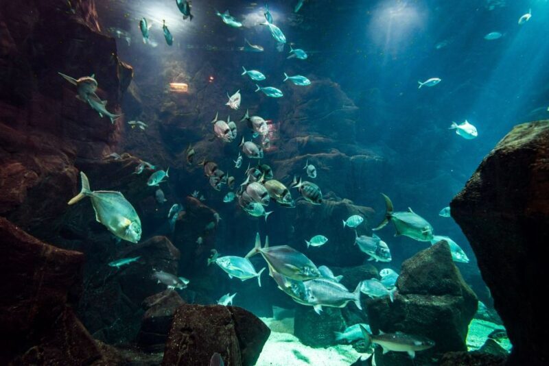 Porto Moniz: Diving with Sharks and Rays in Madeira Aquarium - Key Points
