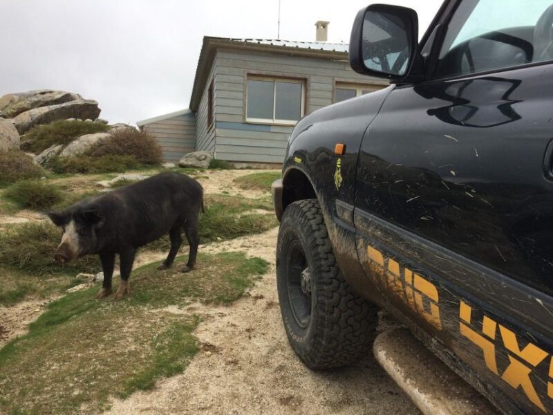 Porto Vecchio: Cuscionu Plateau & Alta Rocca 4x4 Tour - Who Will Love This Tour?