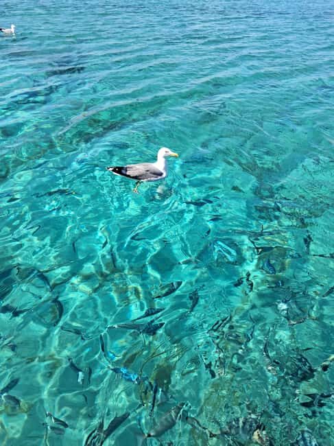 Porto-Vecchio: Lavezzi Archipelago & Cerbicales Island Tour - Who Will Love This Tour?