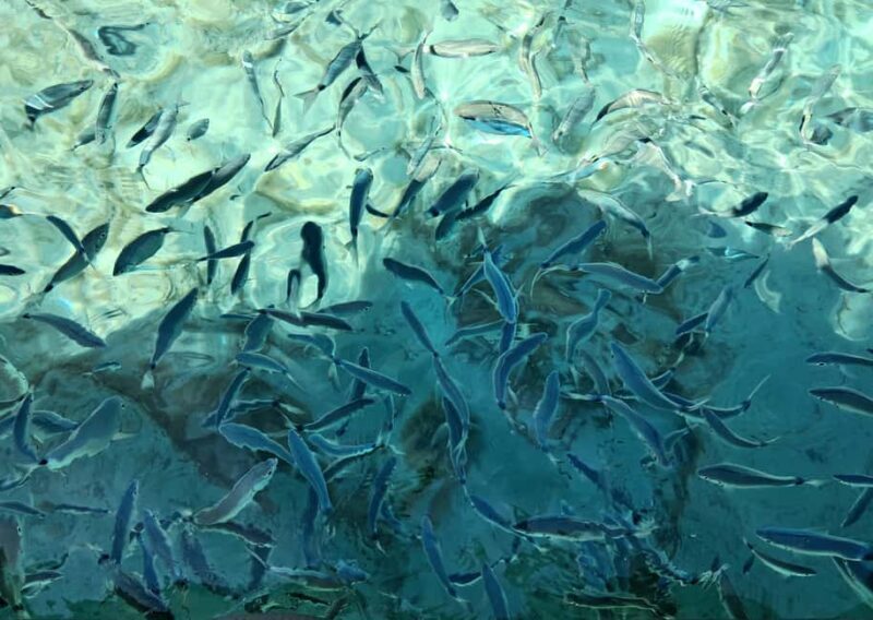 Porto-Vecchio: Lavezzi Archipelago & Cerbicales Island Tour - Final Thoughts