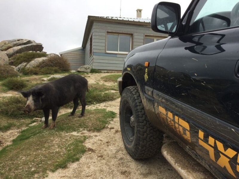 Porto Vecchio: Ospedale Forest & Bavella Needles 4x4 Tour - Practical Considerations