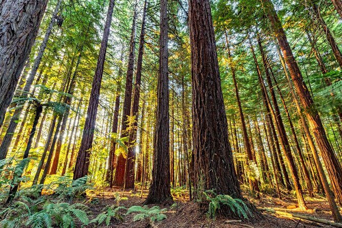 Ports of Tauranga/Rotorua/Tga - 6 Hours Rotorua Highlights Tour - Final Thoughts