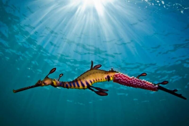 Portsea: Guided Snorkeling Tour with Weedy Sea Dragons - An Authentic Underwater Experience in Portsea