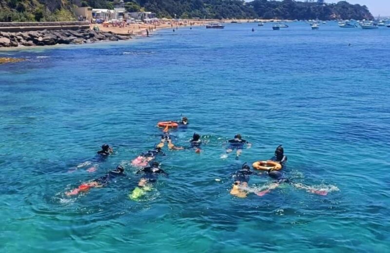 Portsea: Guided Snorkeling Tour with Weedy Sea Dragons - Who Will Love This Tour?