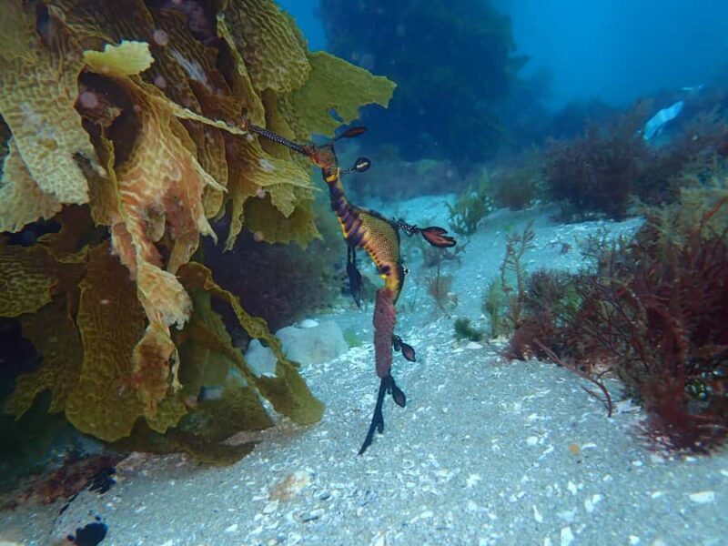 Portsea: Guided Snorkeling Tour with Weedy Sea Dragons - FAQ