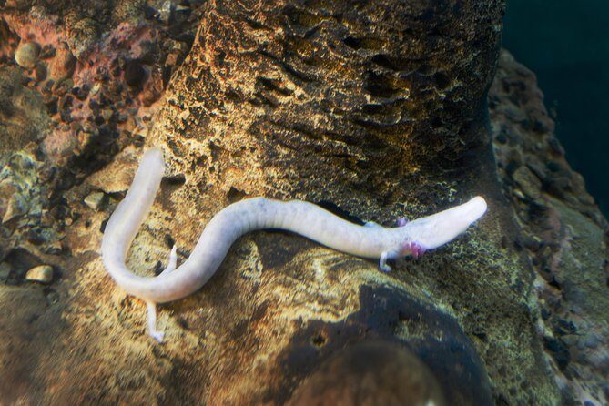 Postojna Cave and Predjama Castle - Entrance Tickets Included - The Sum Up