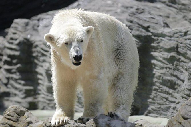 Prague Zoo Admission Ticket including Round Trip Transfer - Who Would Enjoy This Tour?