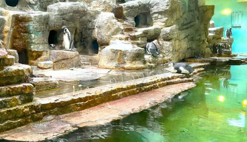 Prague Zoo Online Audio Guide (No ticket) - The Experience in Detail: What to Expect During Your Visit